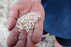 Rural Aid supports food education campaign - Rural Aid Media